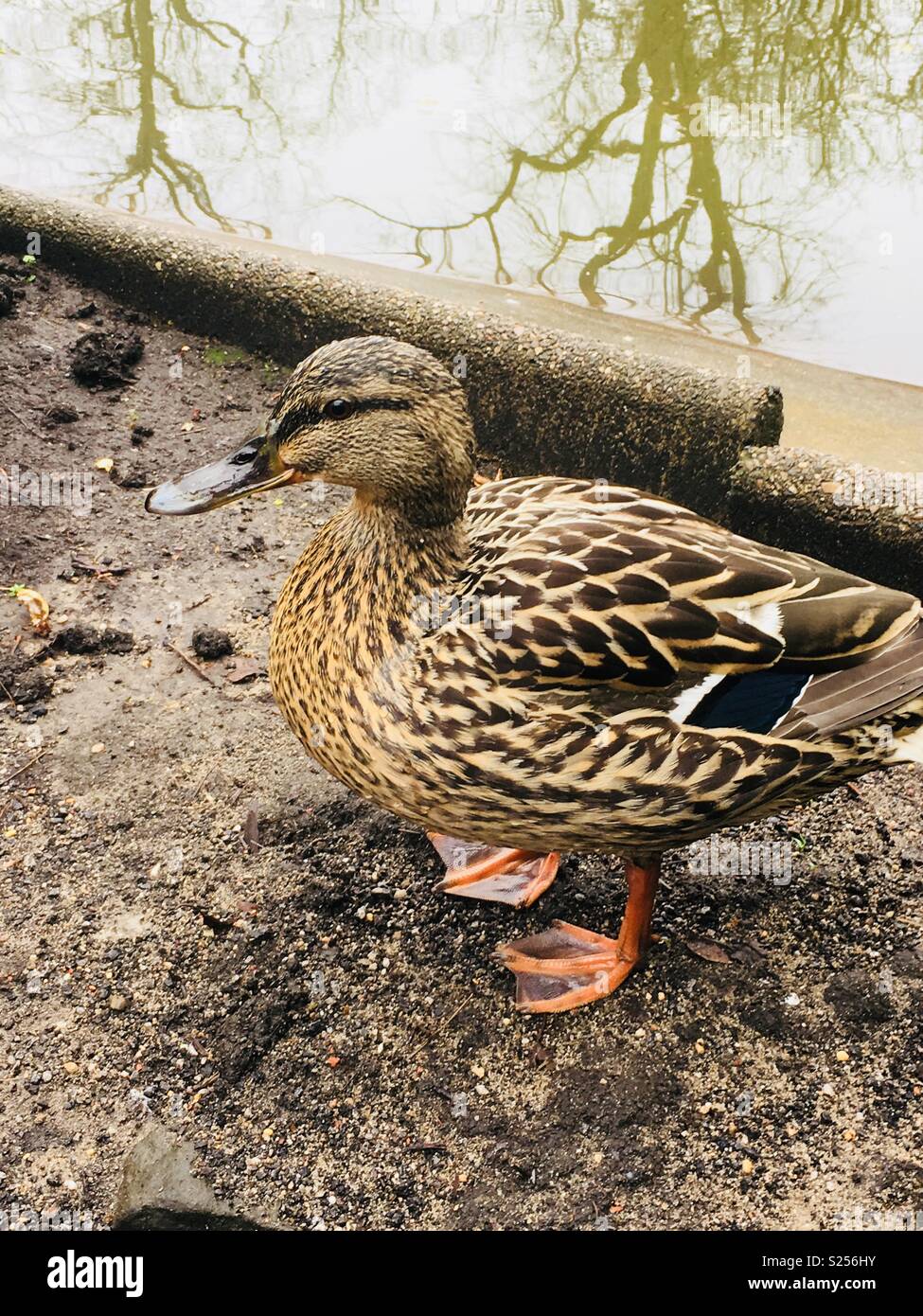 Duck pond mallard hi-res stock photography and images - Alamy