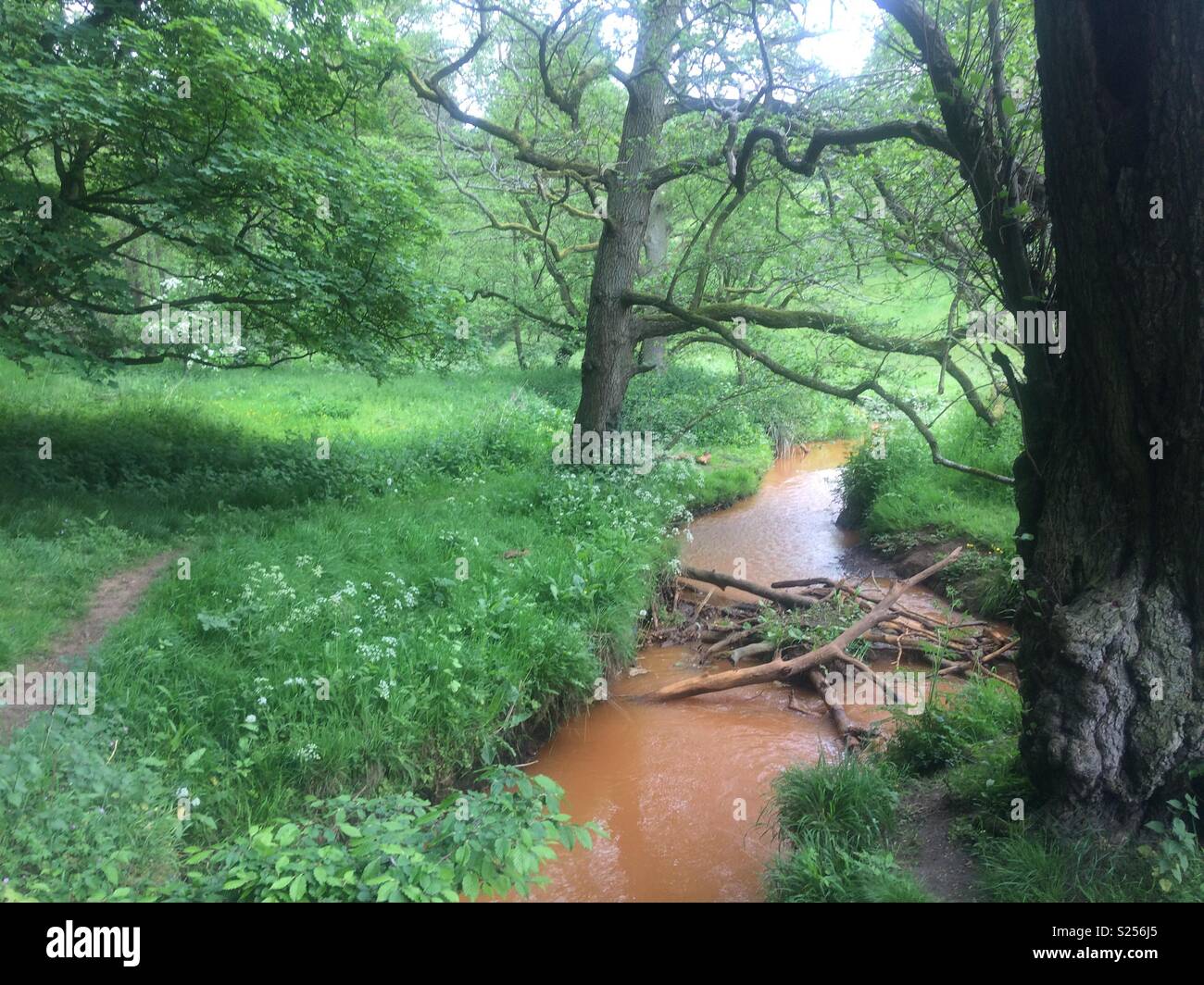 Scenery woodland hi-res stock photography and images - Alamy