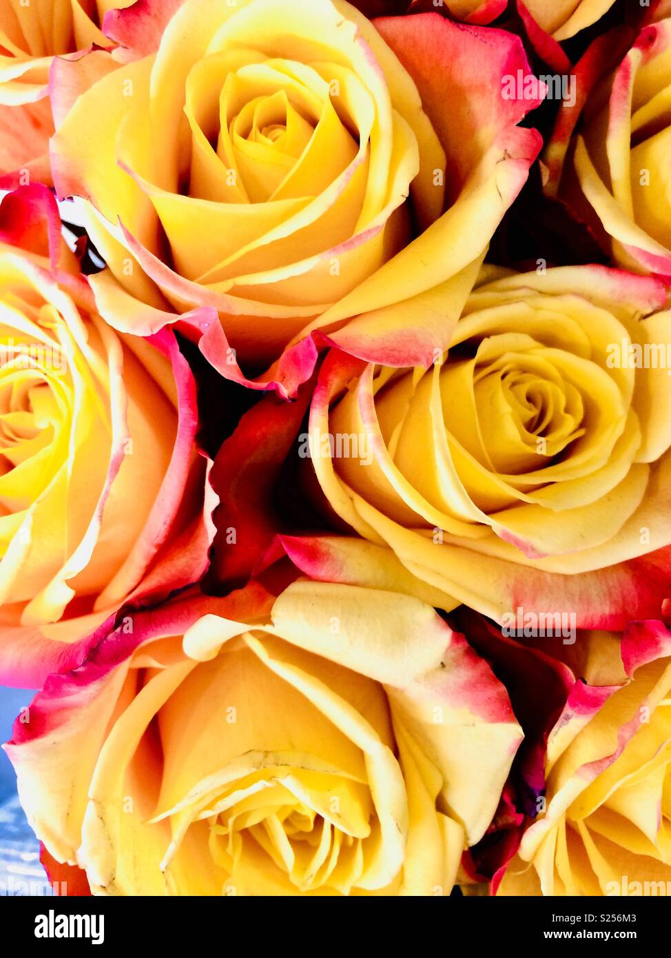 Blush roses hi-res stock photography and images - Alamy