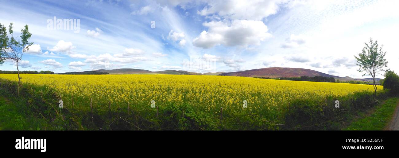 Yellow fields in the Scottish countryside Stock Photo - Alamy