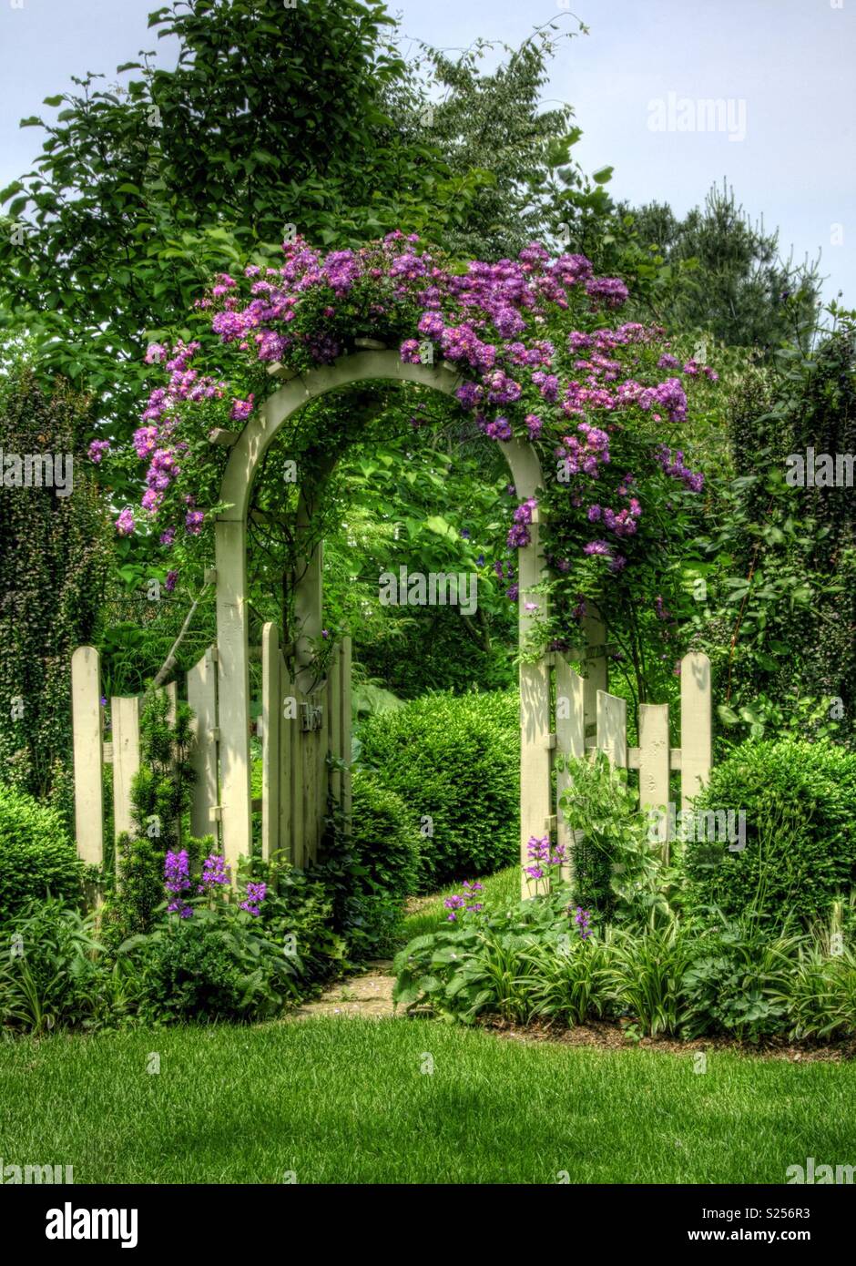 Rose and boxwood hi-res stock photography and images - Alamy