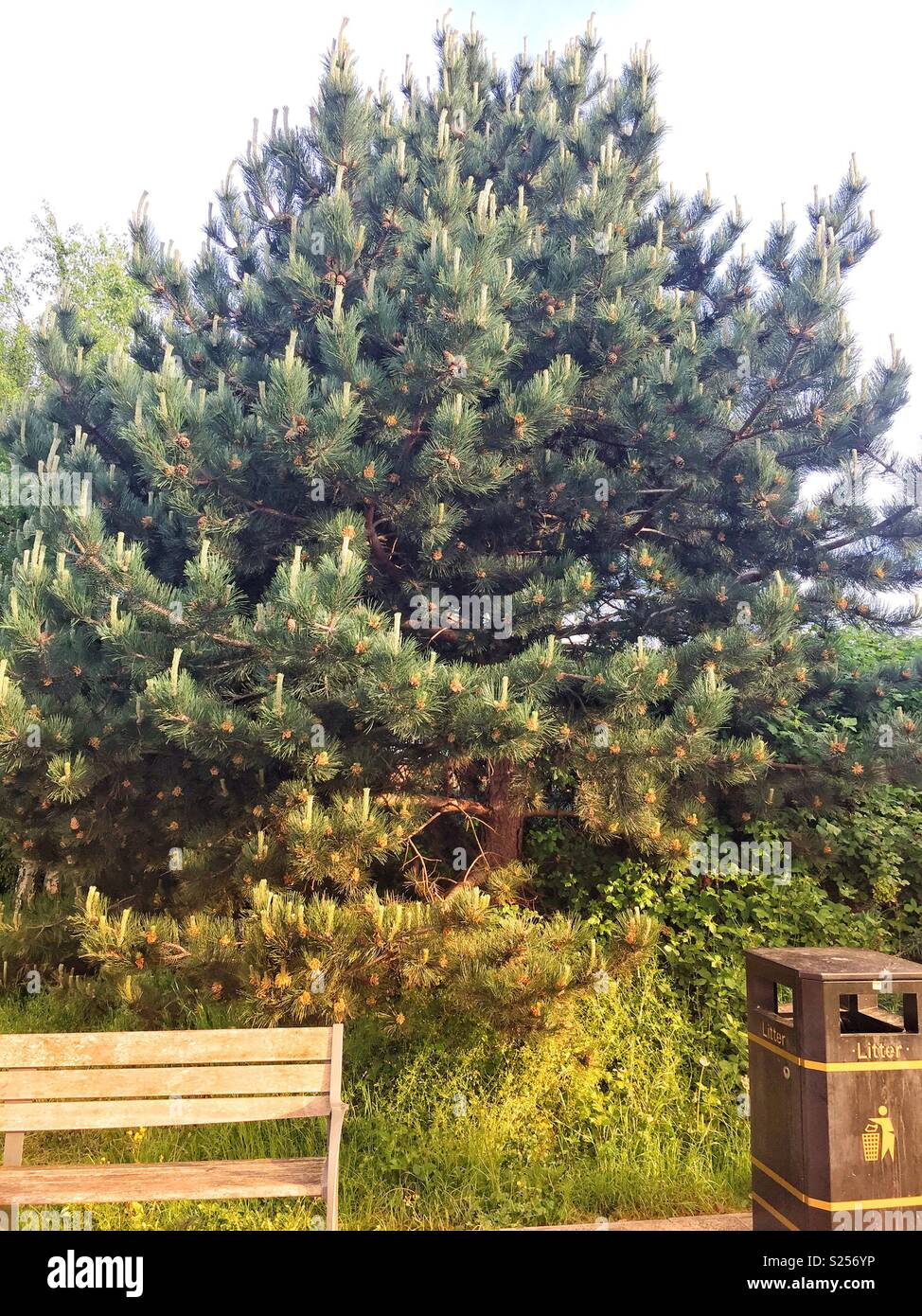 Bin tree hi-res stock photography and images - Alamy