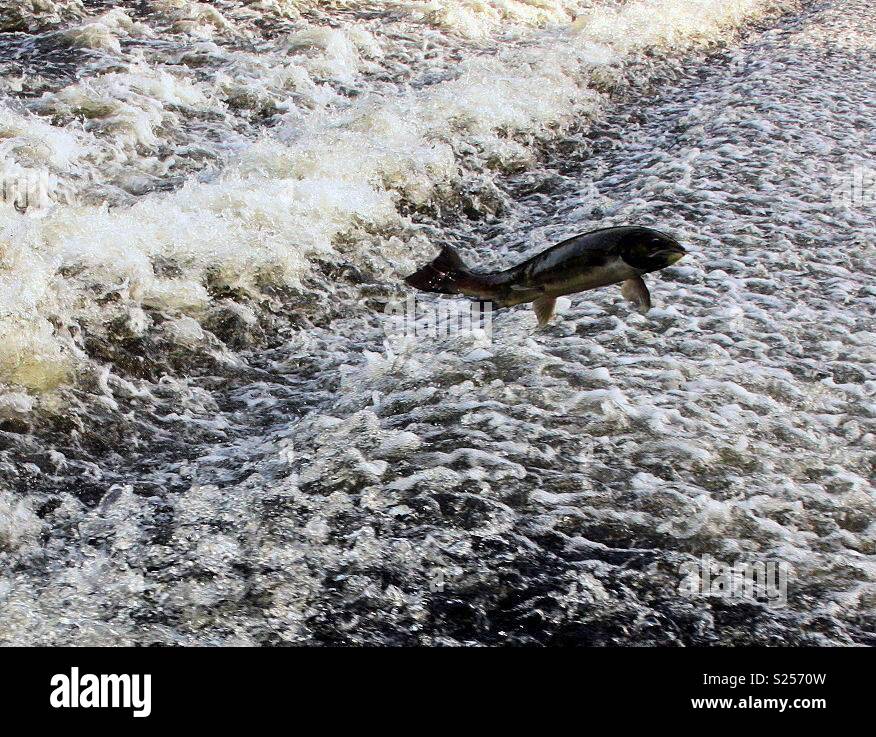 Spawning jump hi-res stock photography and images - Alamy