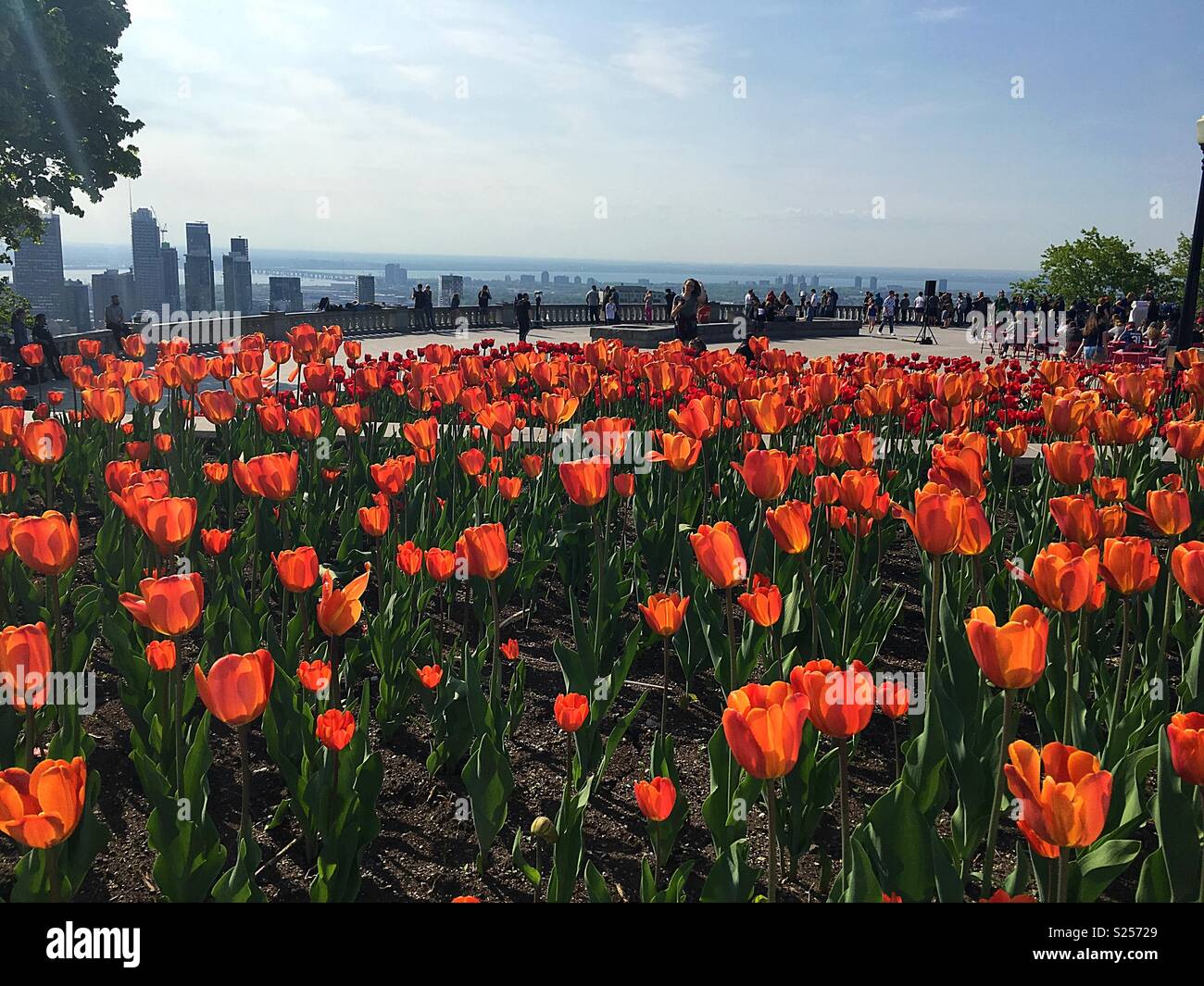Lookout at Mount Royal, Montreal, QC Stock Photo - Alamy
