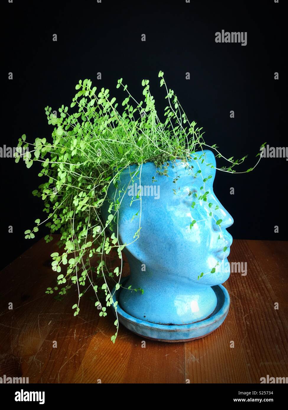 Head planter hi-res stock photography and images - Alamy