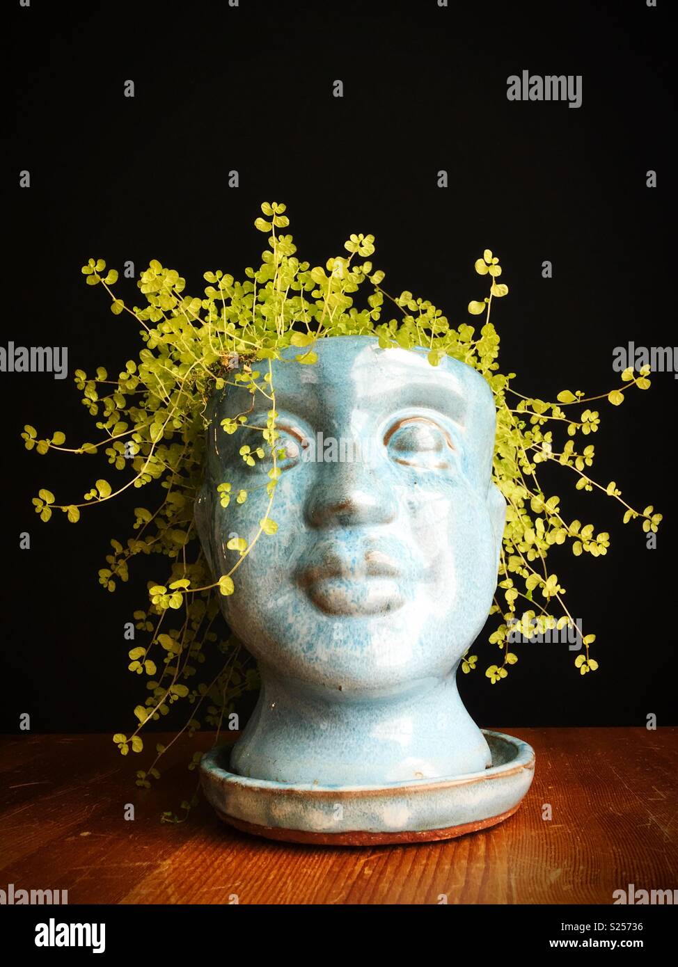 Tear plant hi-res stock photography and images - Alamy
