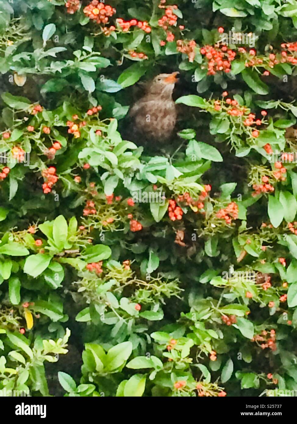 Bird eating a berry in the bush Stock Photo - Alamy