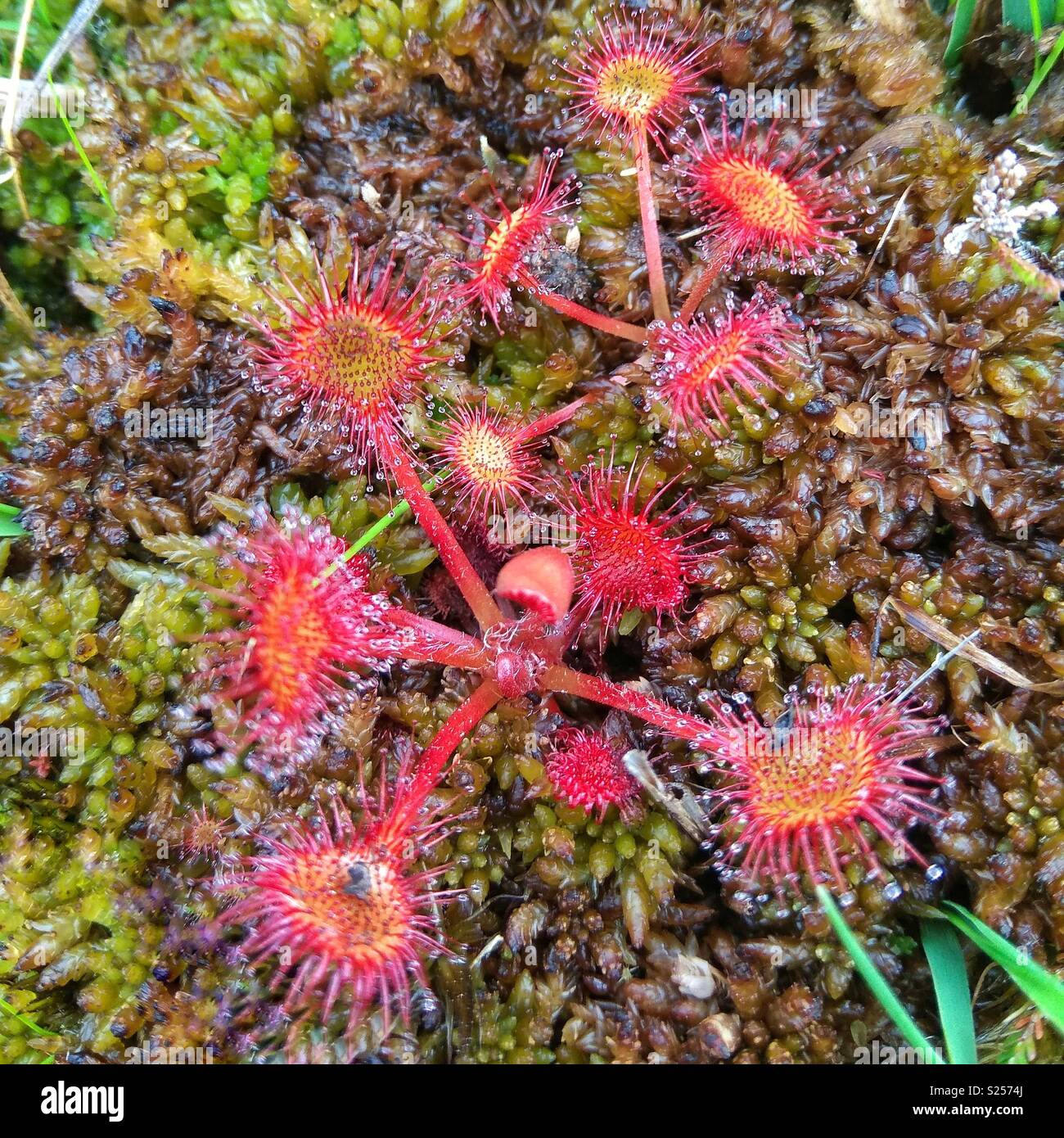 Sundews in the New Forest National Park Stock Photo - Alamy