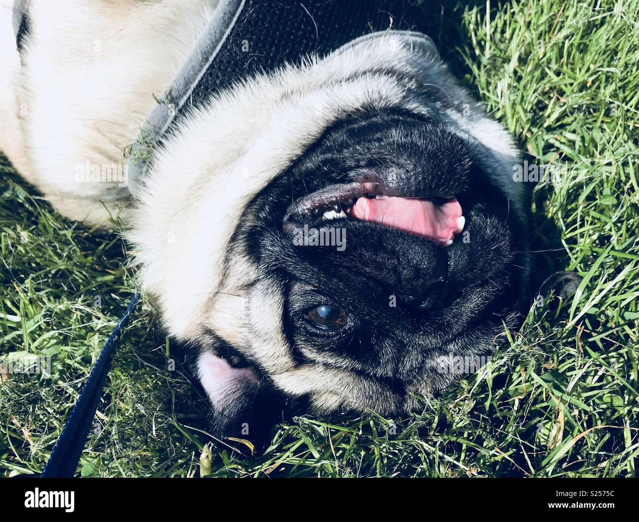 Tired dog hot hi-res stock photography and images - Alamy