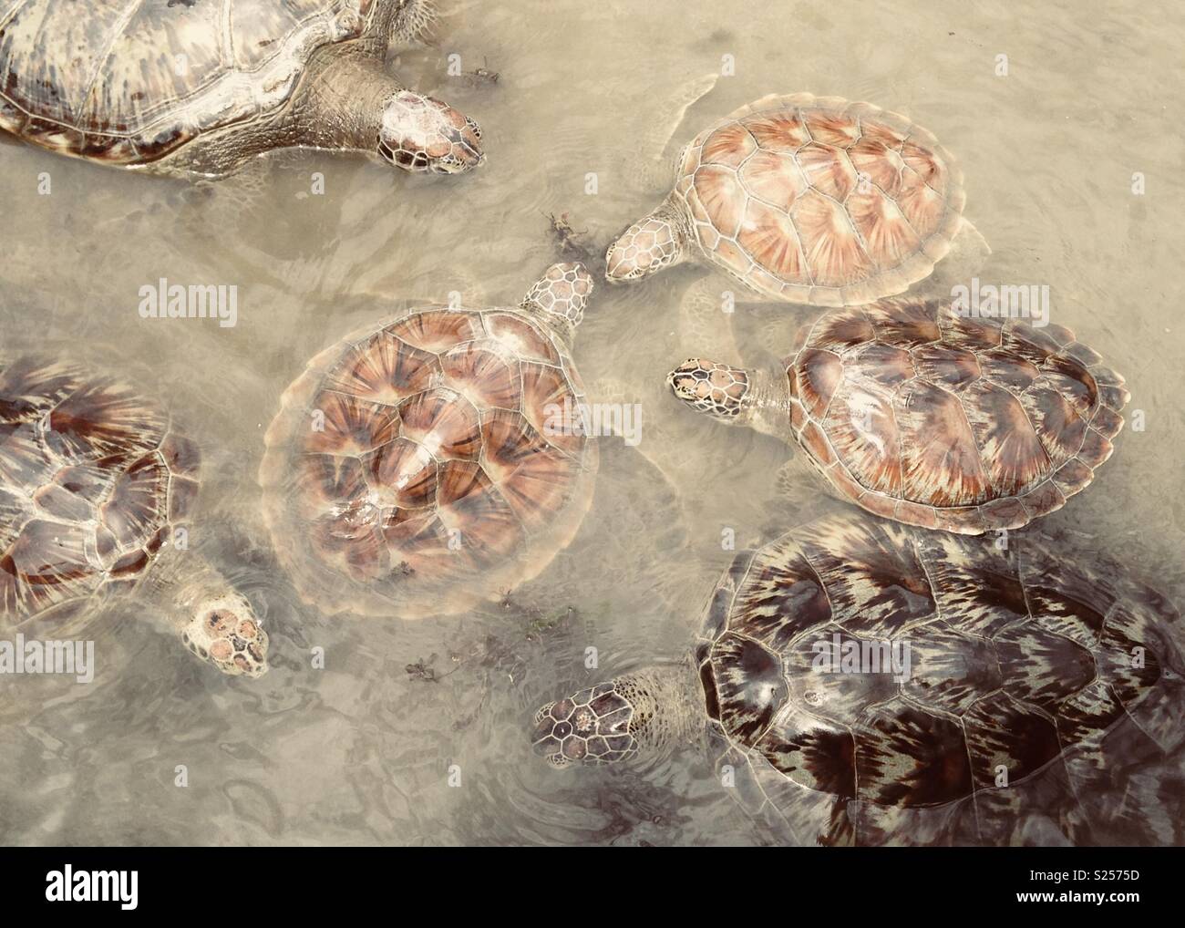 Turtles at nature reserve in Bali Stock Photo - Alamy