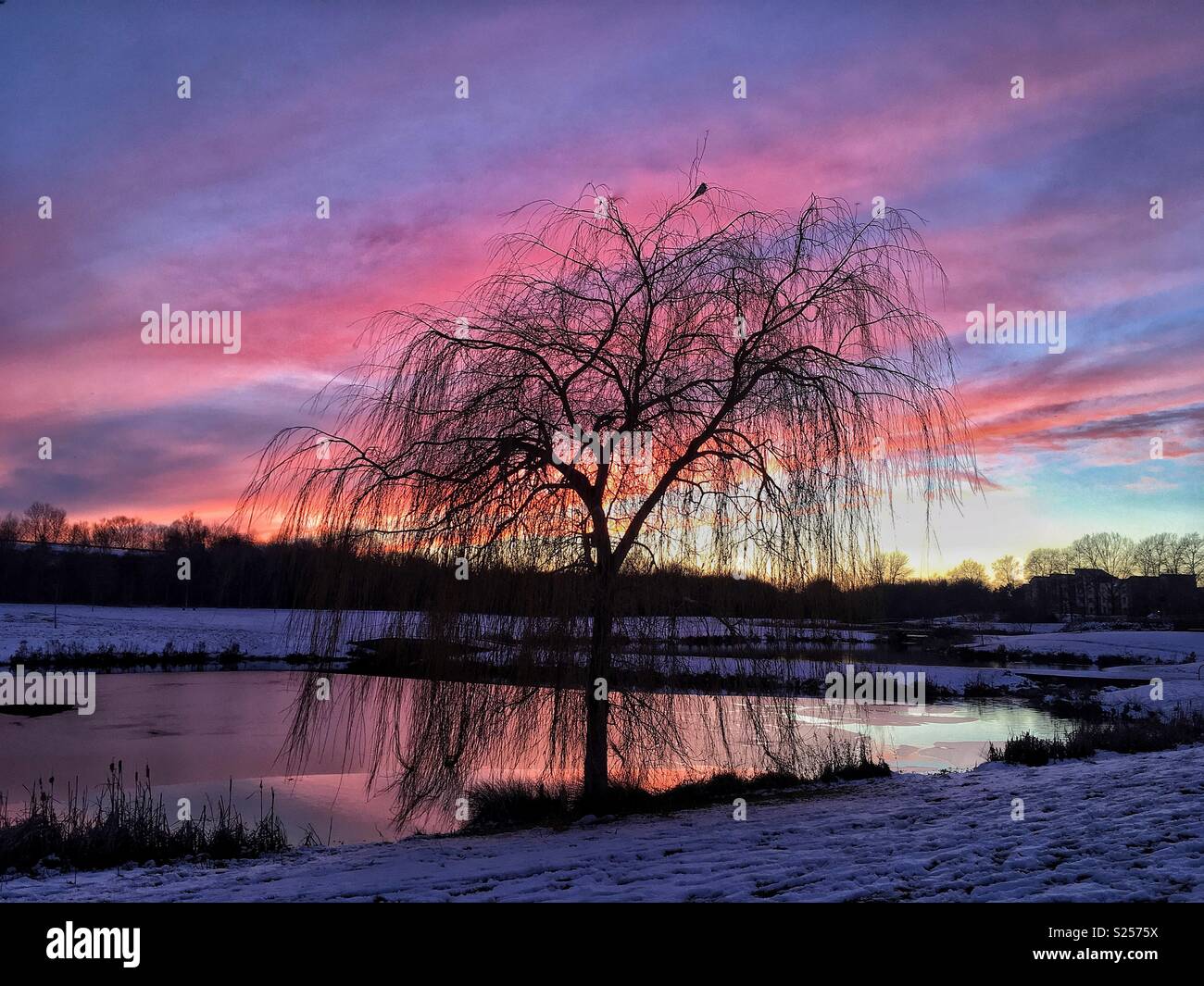 Droopy tree in snowy sunset Stock Photo - Alamy