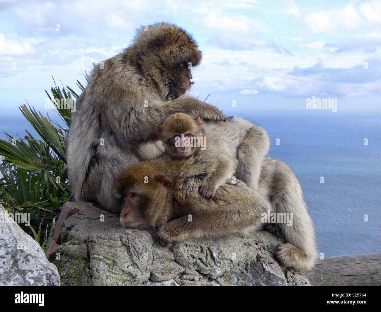 Gibraltar monkey family grooming Stock Photo - Alamy