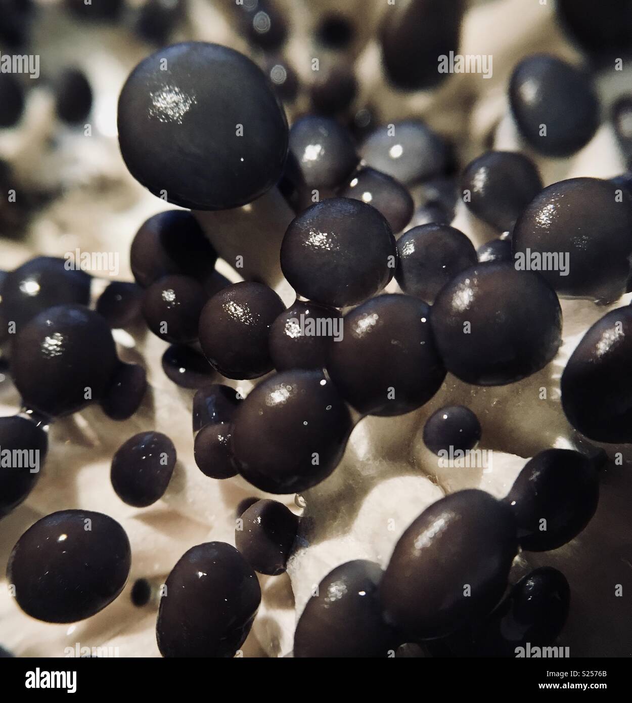 Round fungi hi-res stock photography and images - Alamy