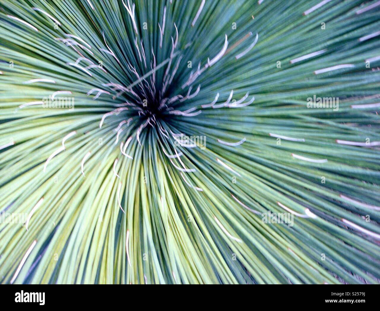 Reed plant hi-res stock photography and images - Alamy