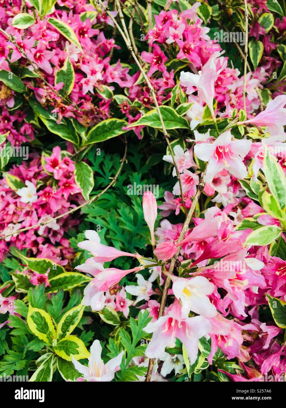 Pink flowers with mixed foliage Stock Photo - Alamy