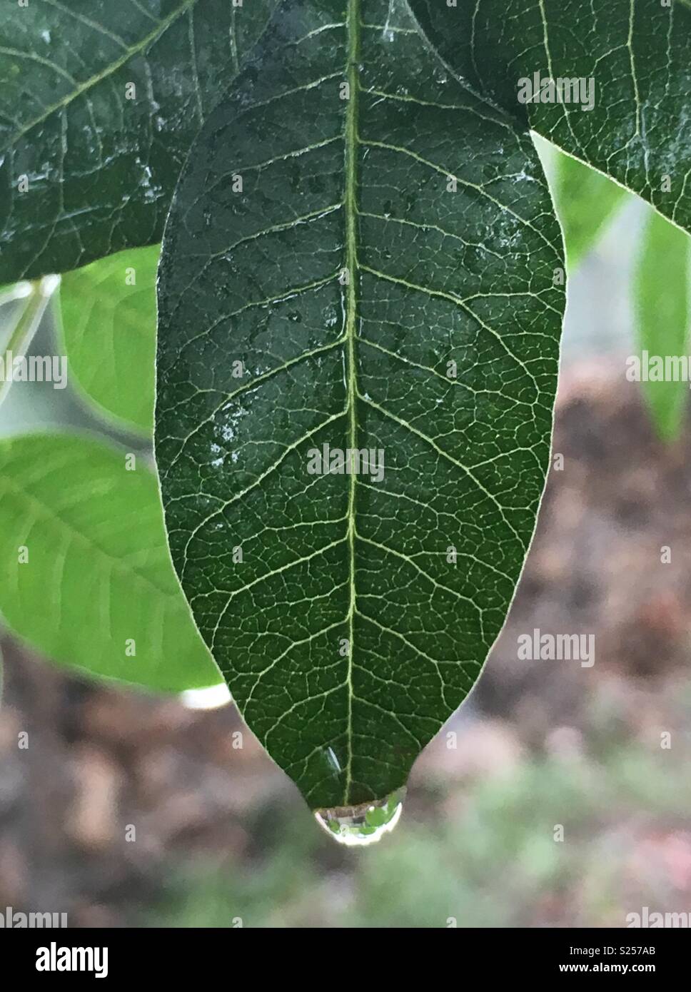A droplet if water forms on the tip of a leaf beneath a tree during a ...