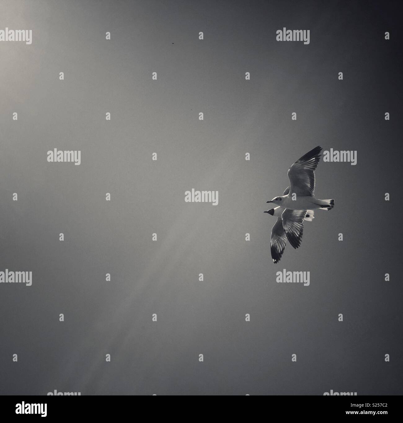 Together we will fly Stock Photo - Alamy