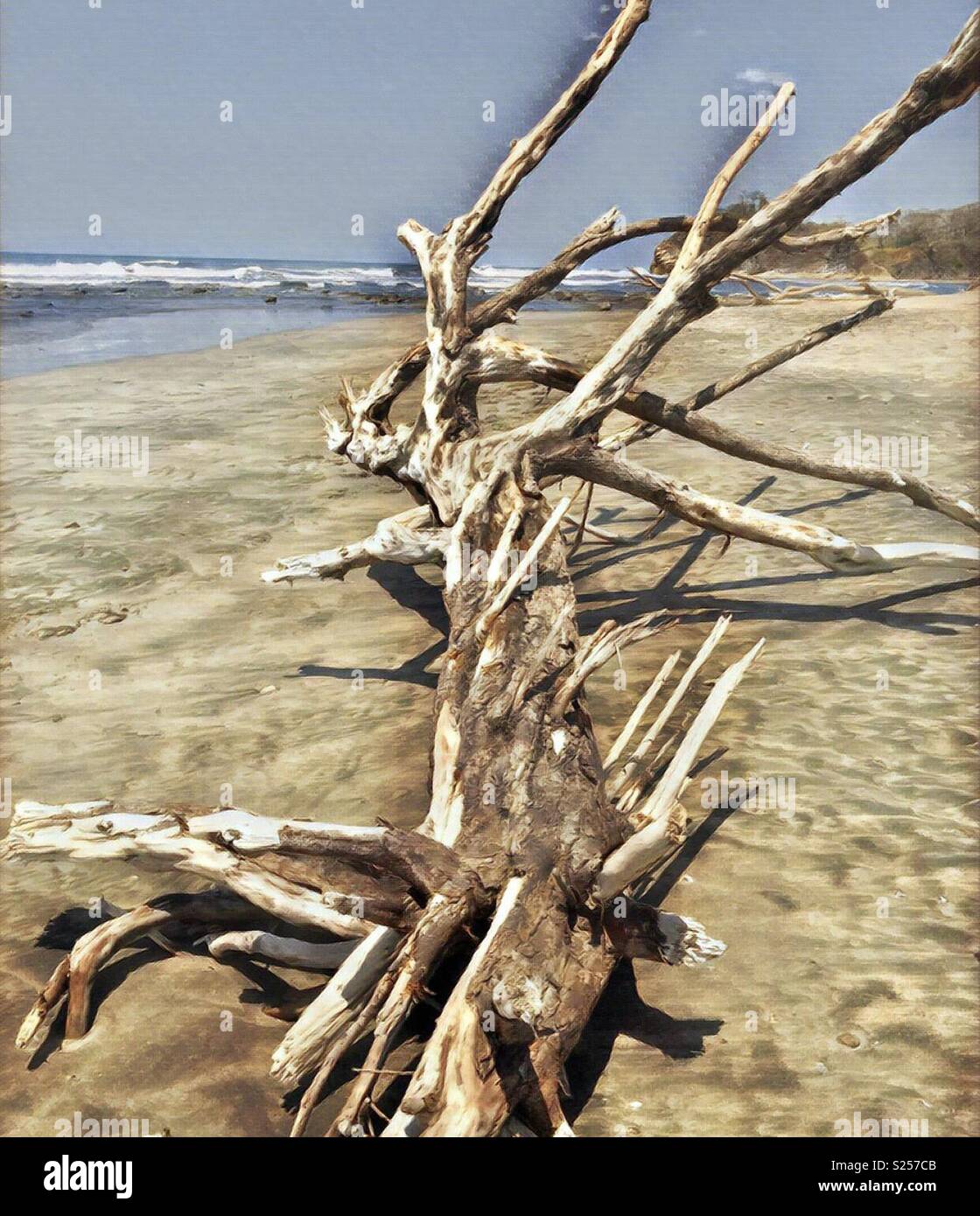 Driftwood beach hi-res stock photography and images - Alamy