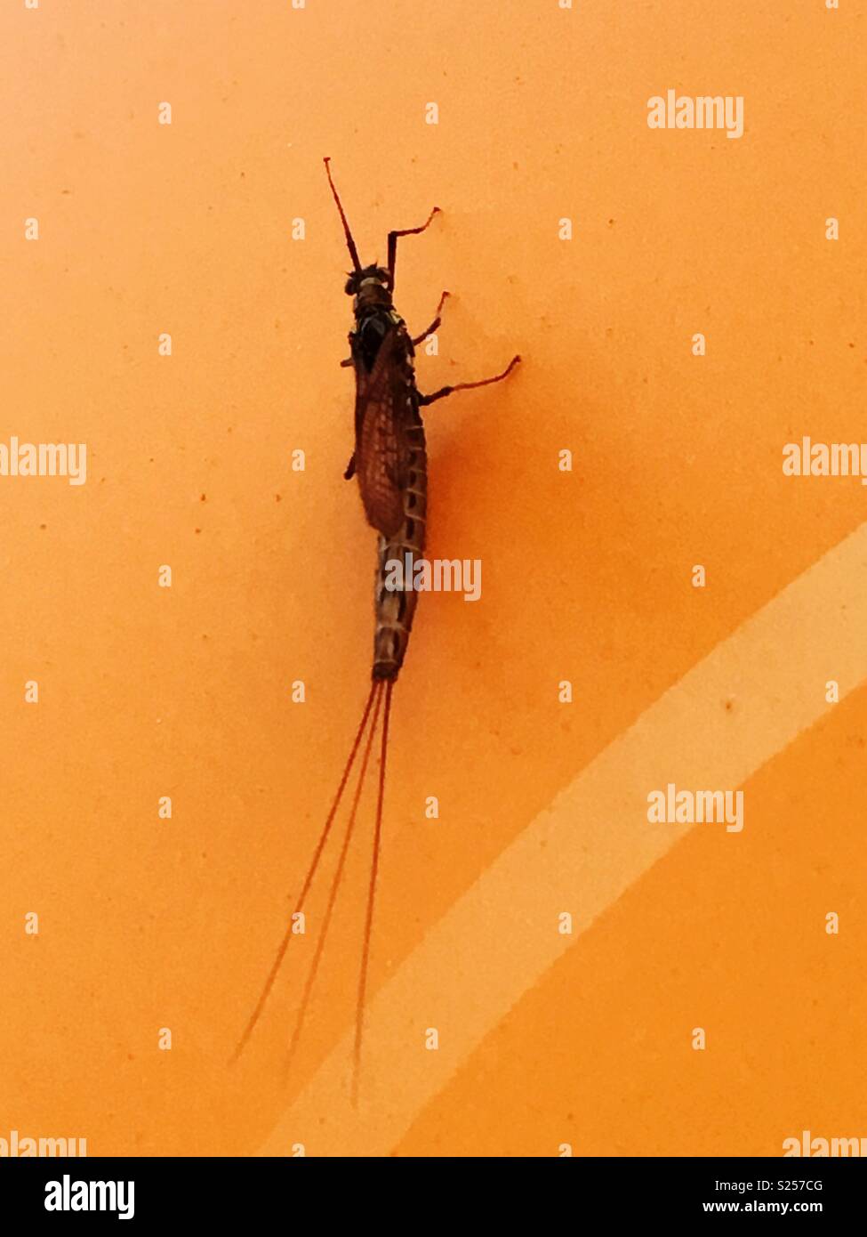 Flying bug hi-res stock photography and images - Alamy