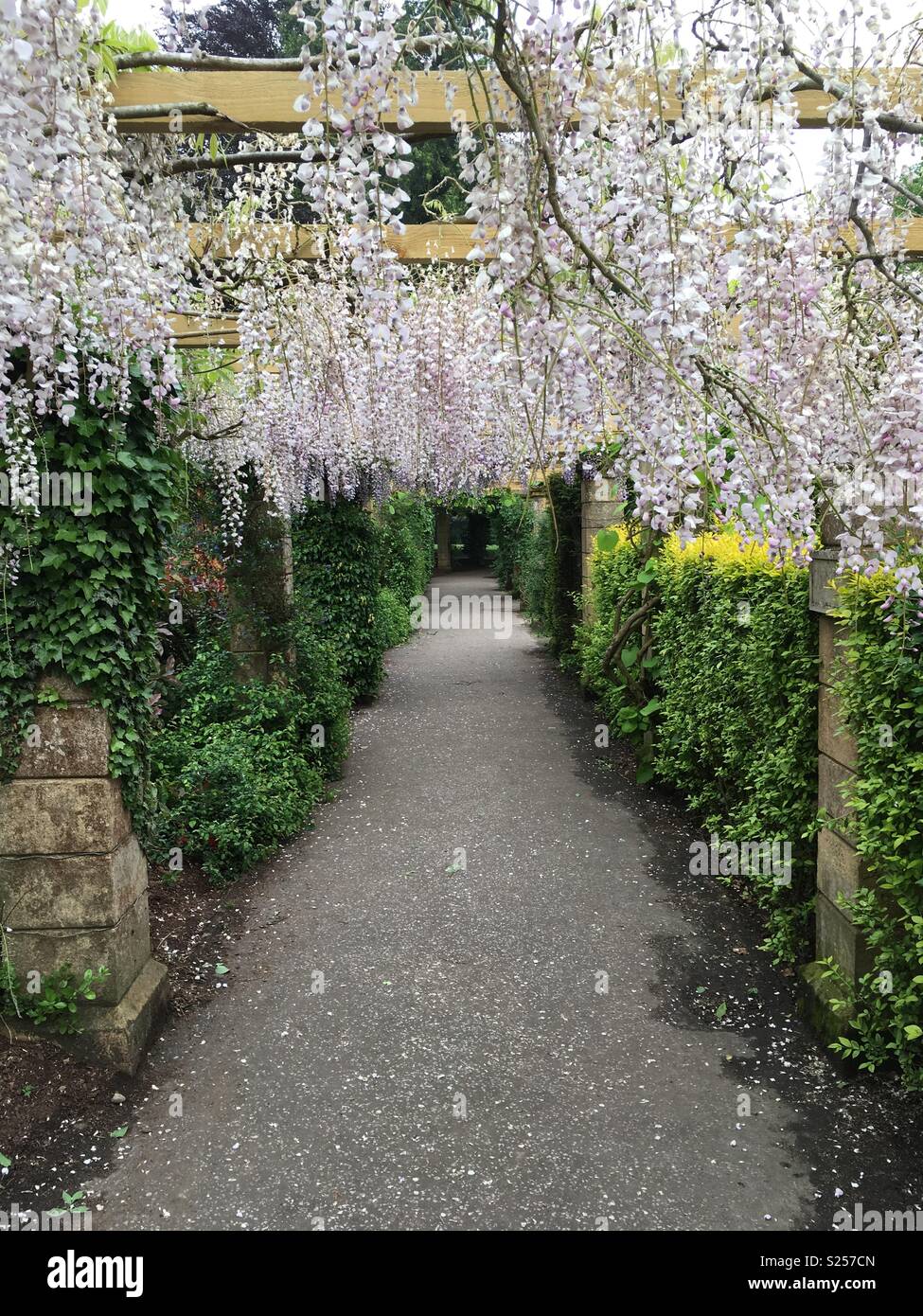 Wisteria trellis flowering in a British park in Norwich Stock Photo - Alamy