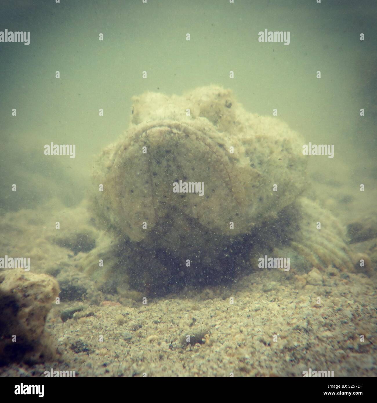 Stonefish in Fiji Stock Photo - Alamy