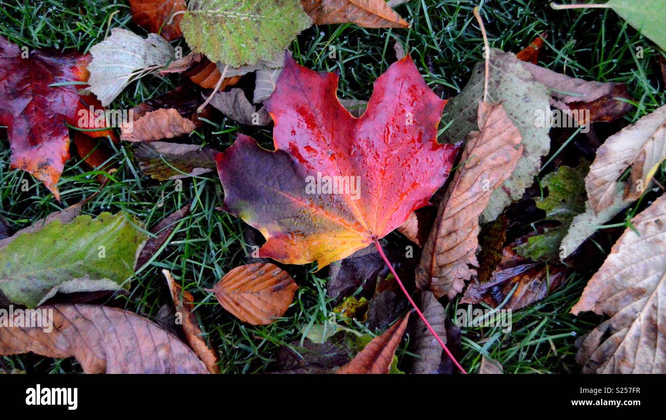 Red autumn leaves Stock Photo - Alamy