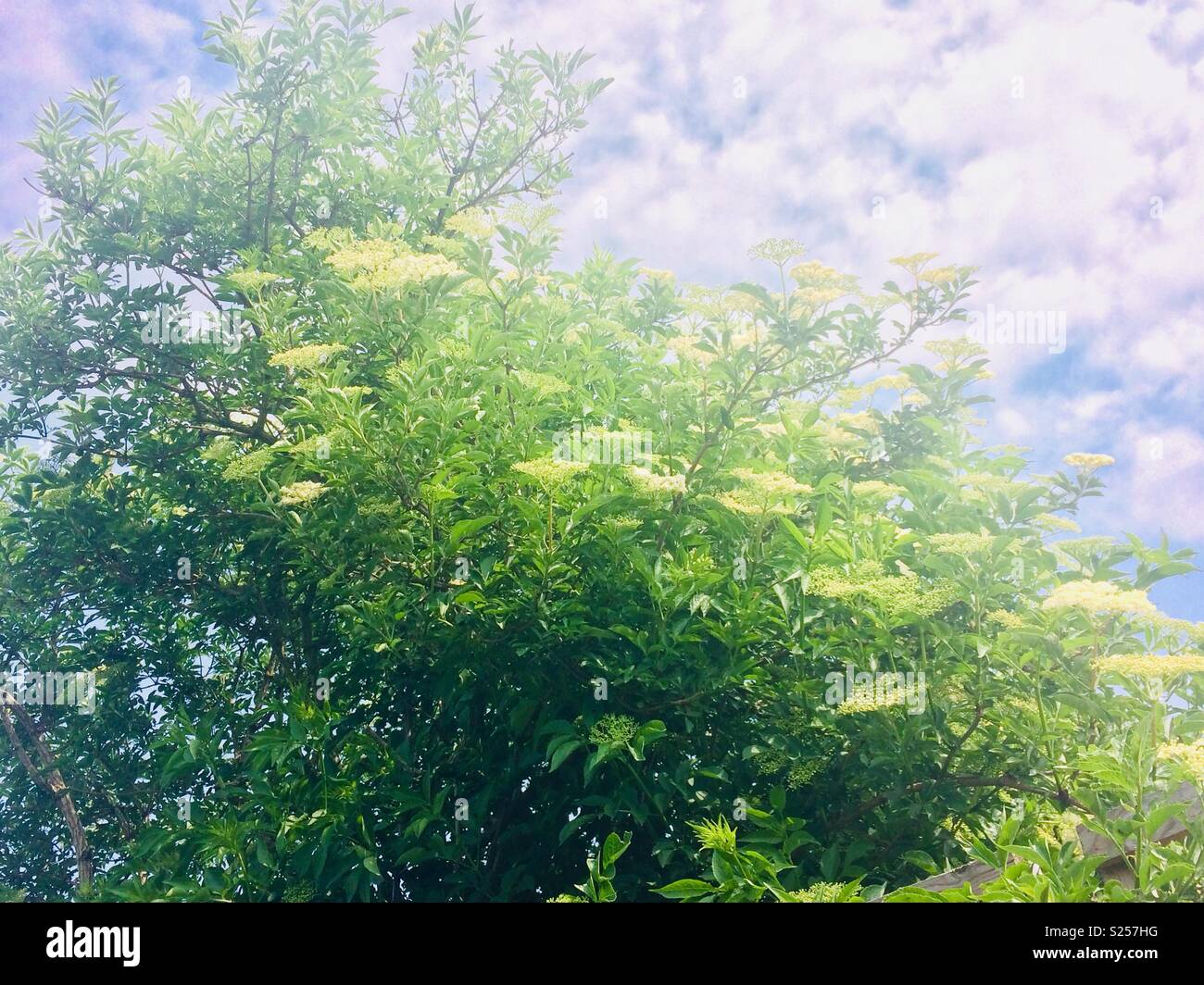 Elder Flowers Stock Photos & Elder Flowers Stock Images - Alamy