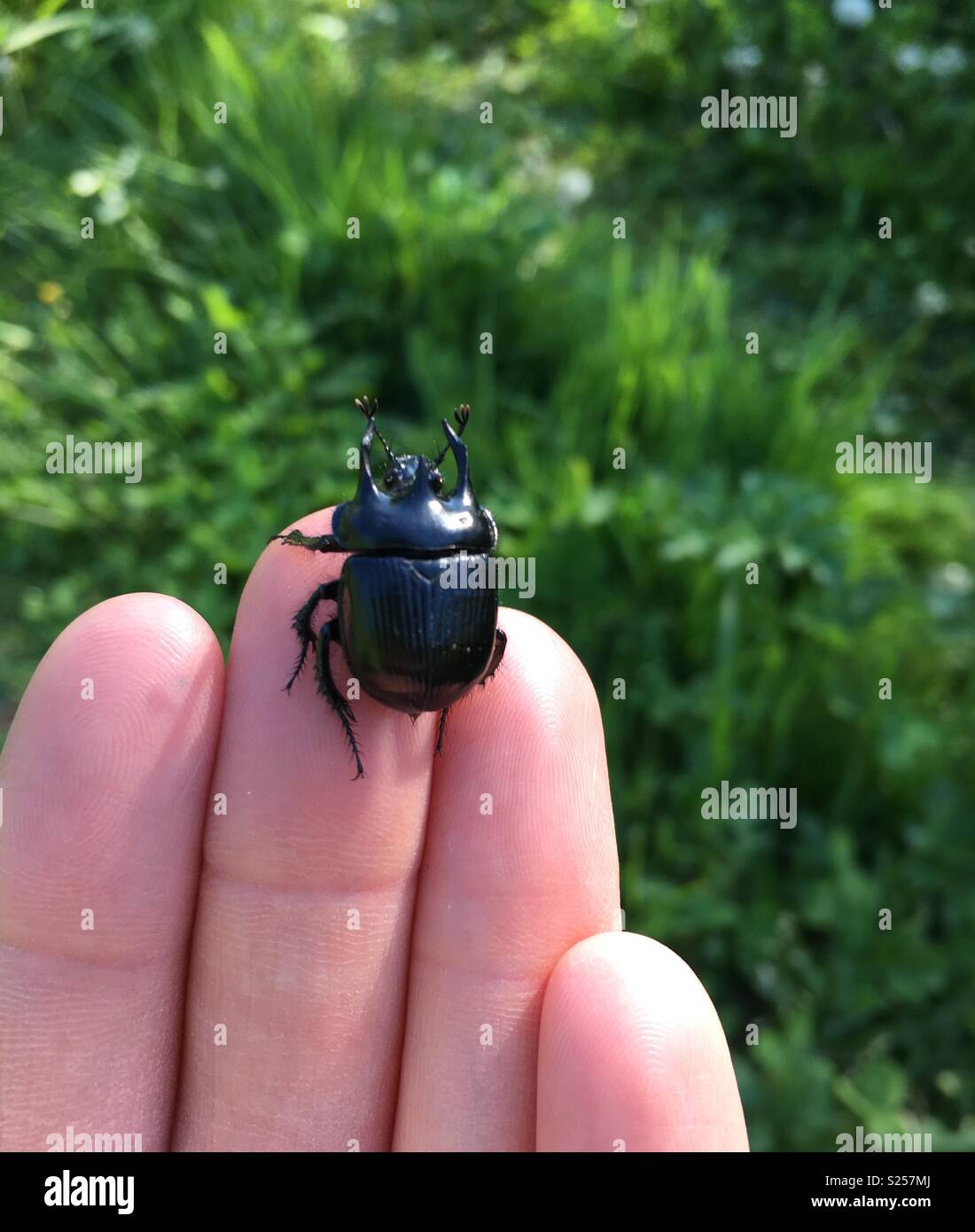 Minotaur Beetle on hand Stock Photo - Alamy