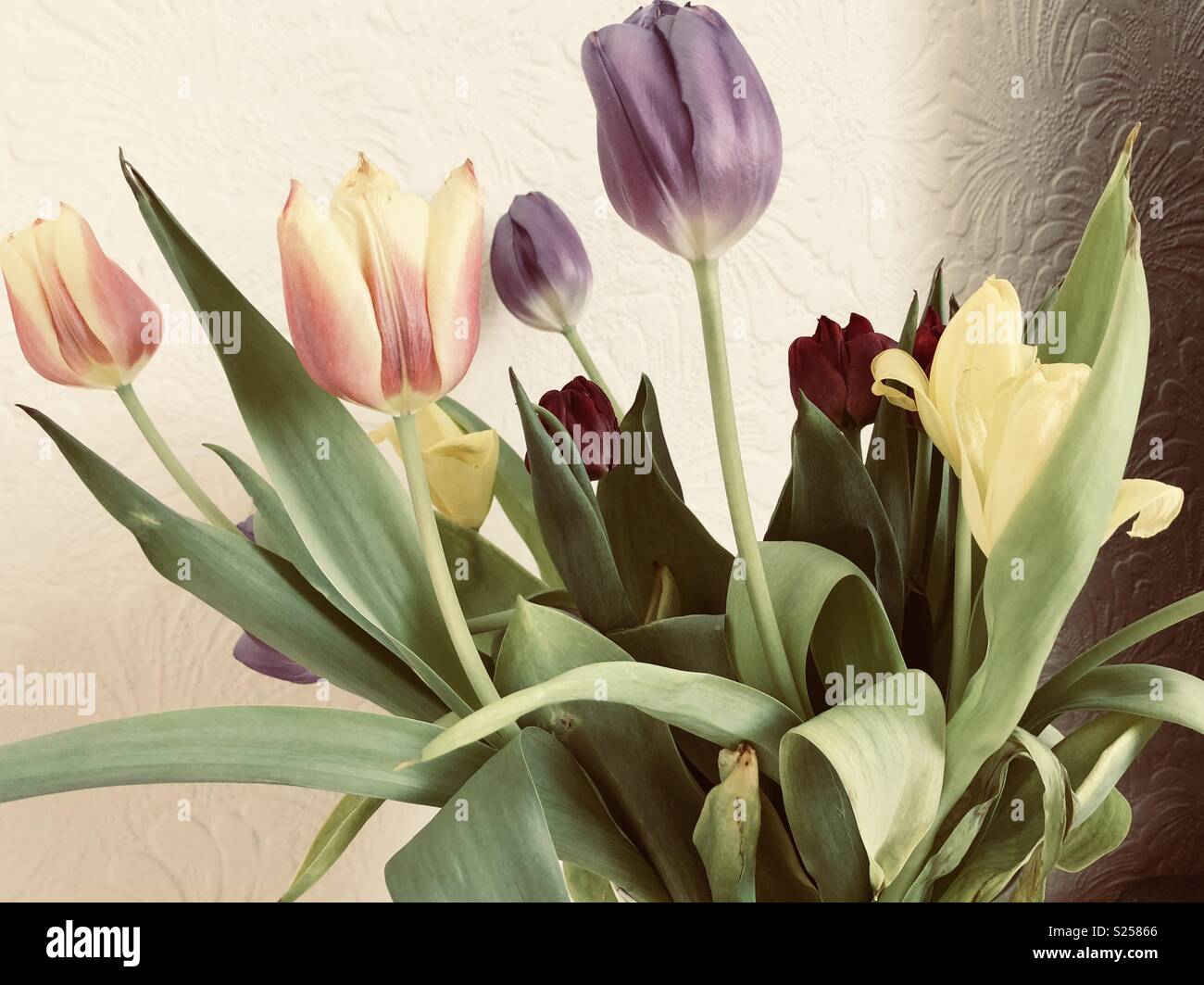 Mixed tulips hi-res stock photography and images - Alamy