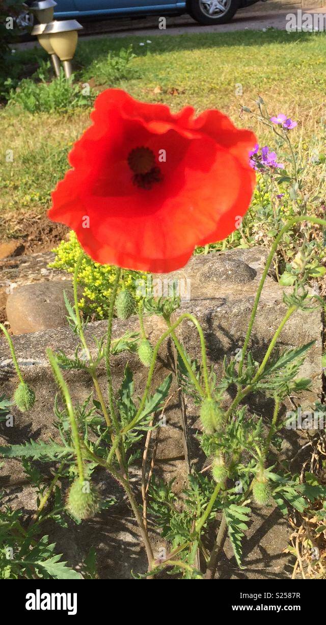 Inside a poppy Stock Photo - Alamy