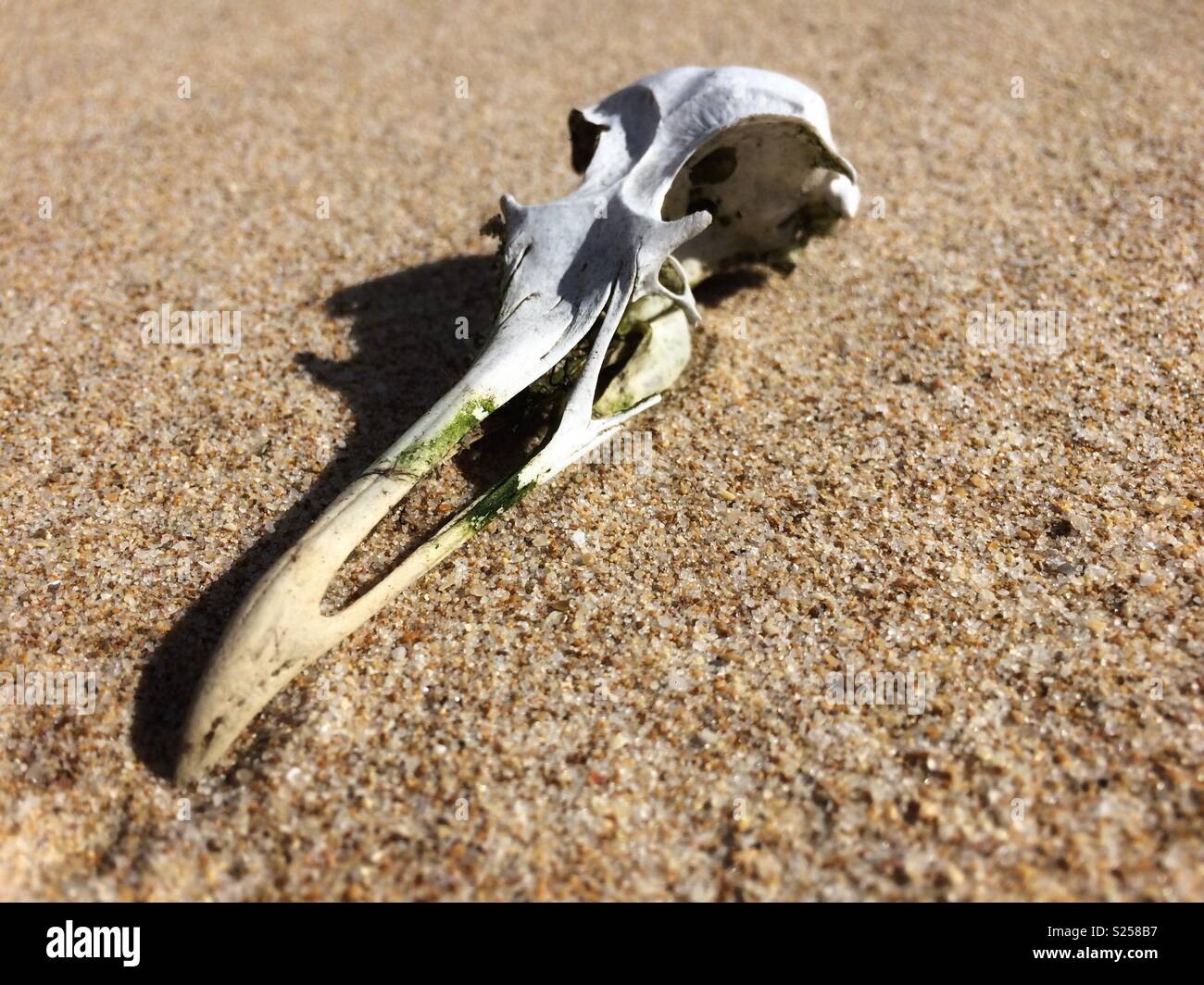 Bird scull on beach Stock Photo - Alamy