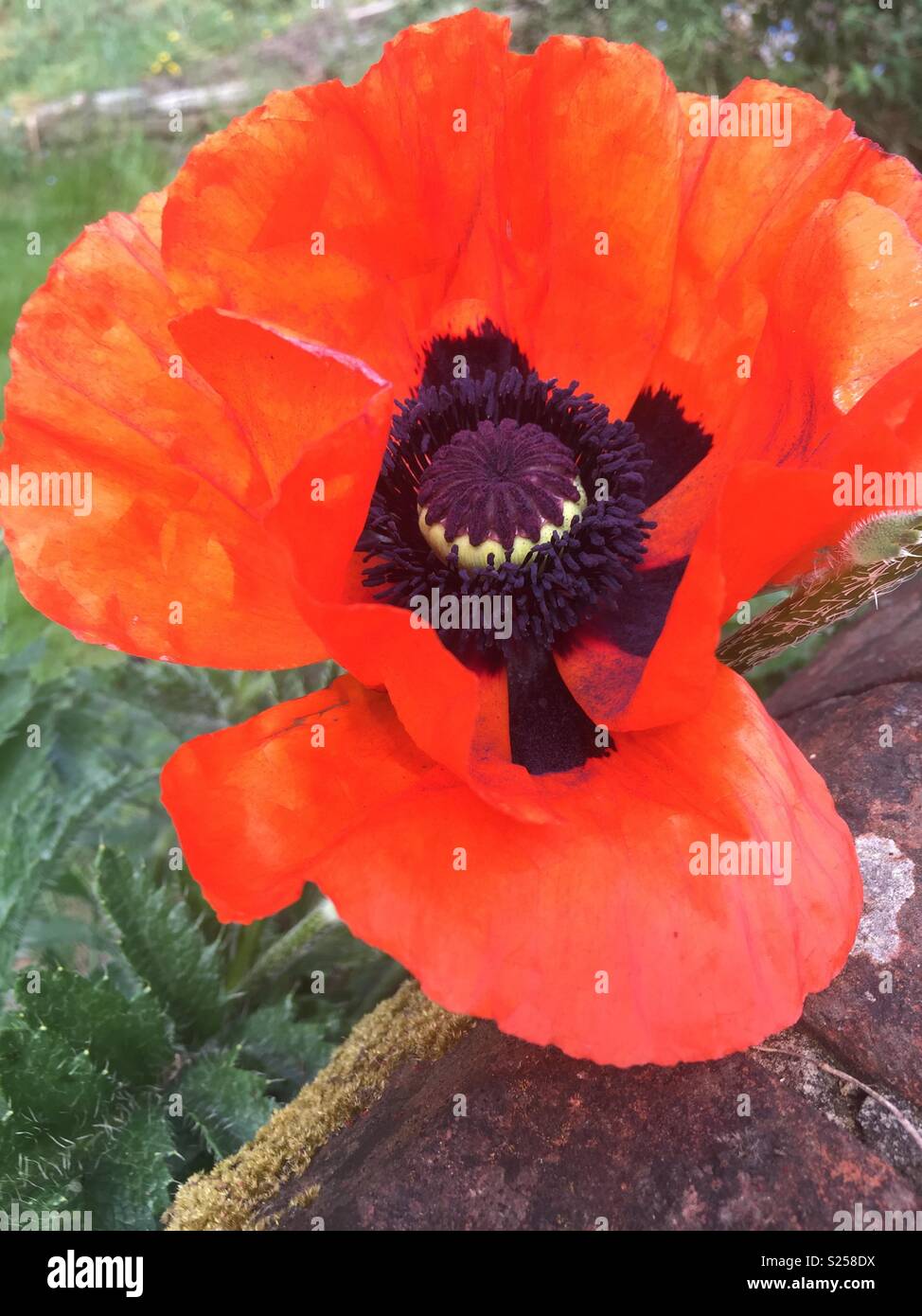 Giant red poppy Stock Photo - Alamy