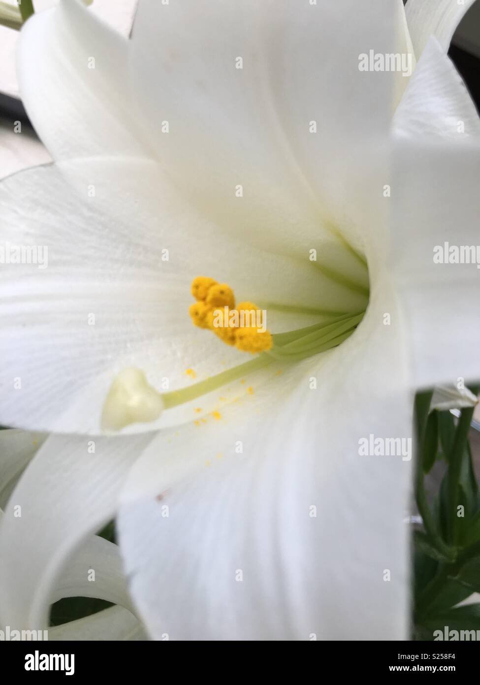 Inside polling of a lily Stock Photo - Alamy