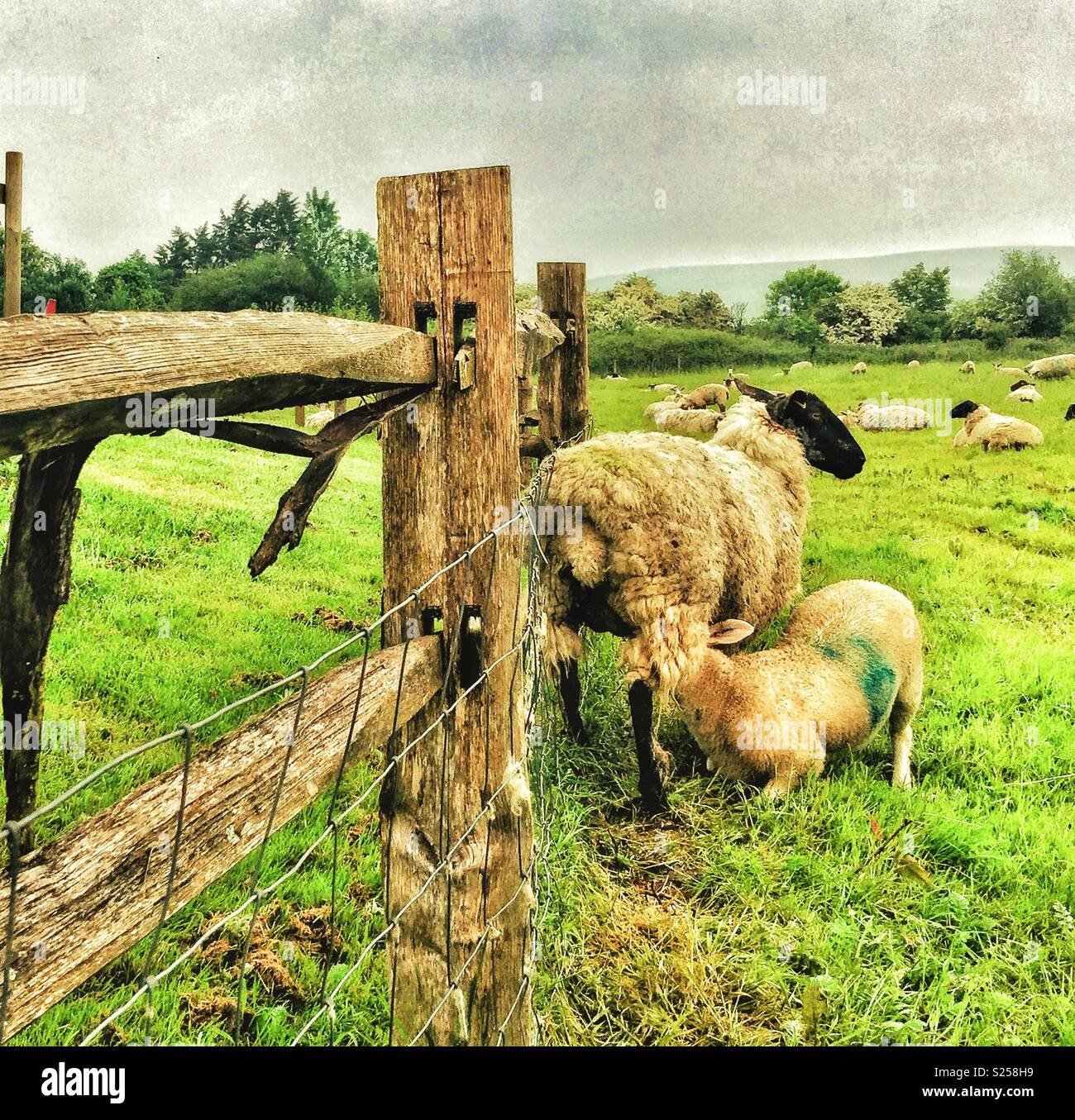 A ewe feeding her lamb Stock Photo - Alamy