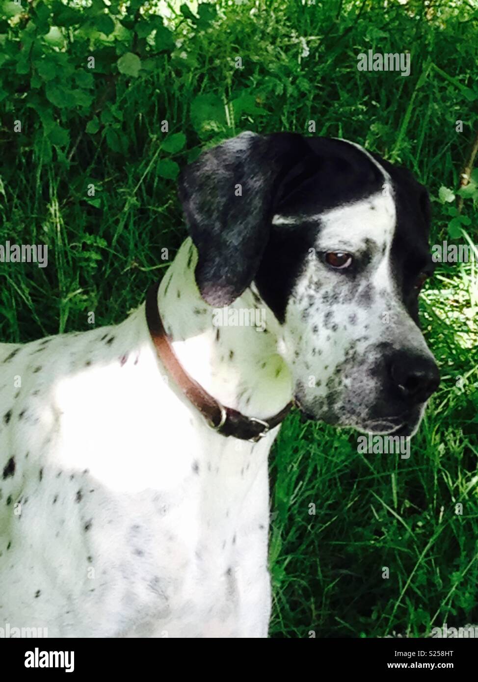 My handsome pointer Stock Photo - Alamy