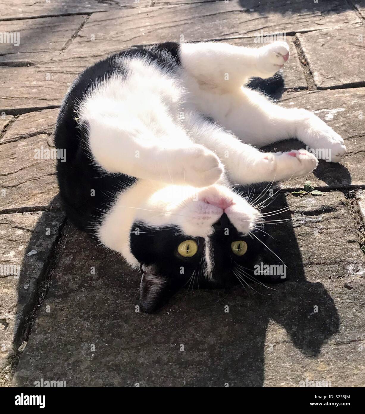 Our cat sooty Stock Photo - Alamy