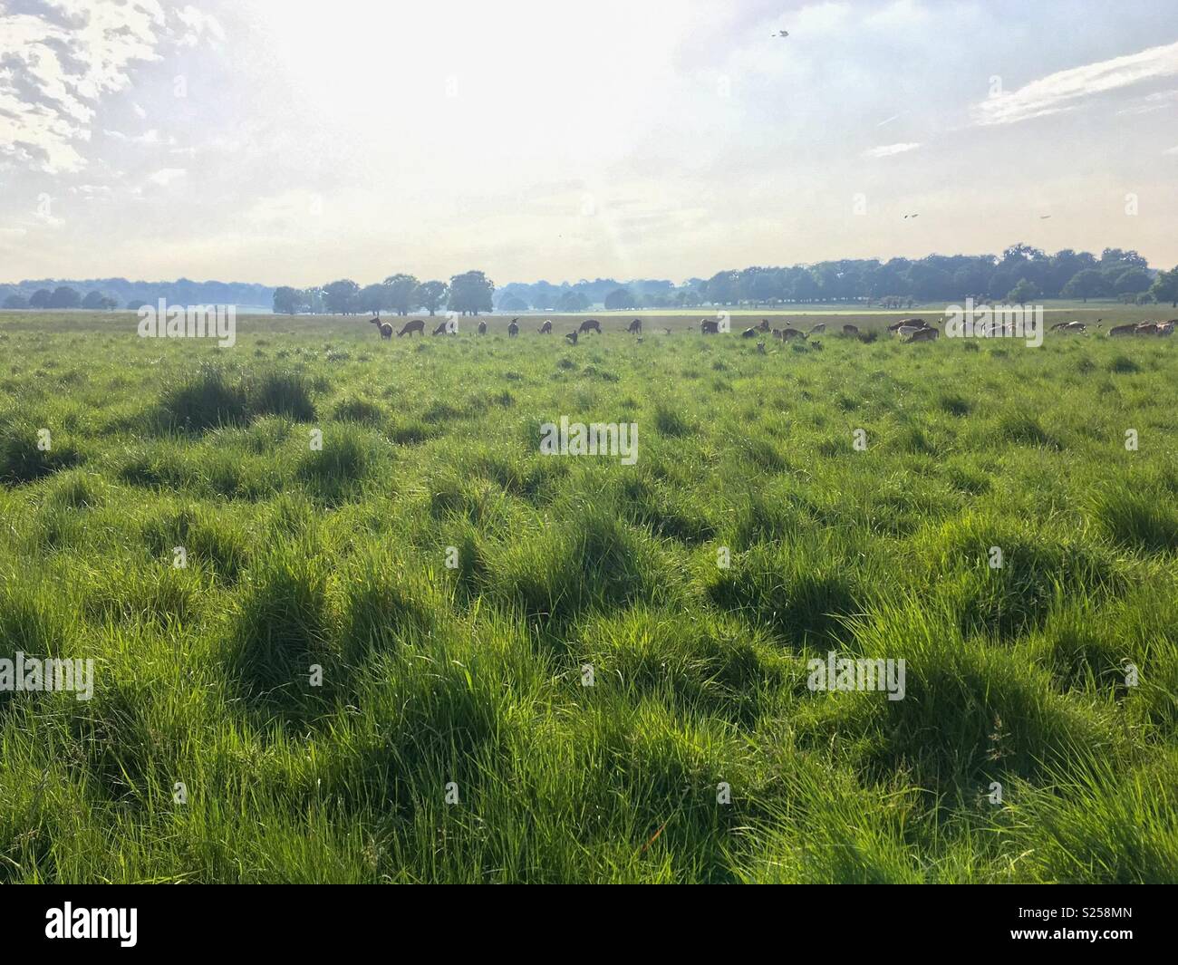 Grassy Field High Resolution Stock Photography and Images - Alamy