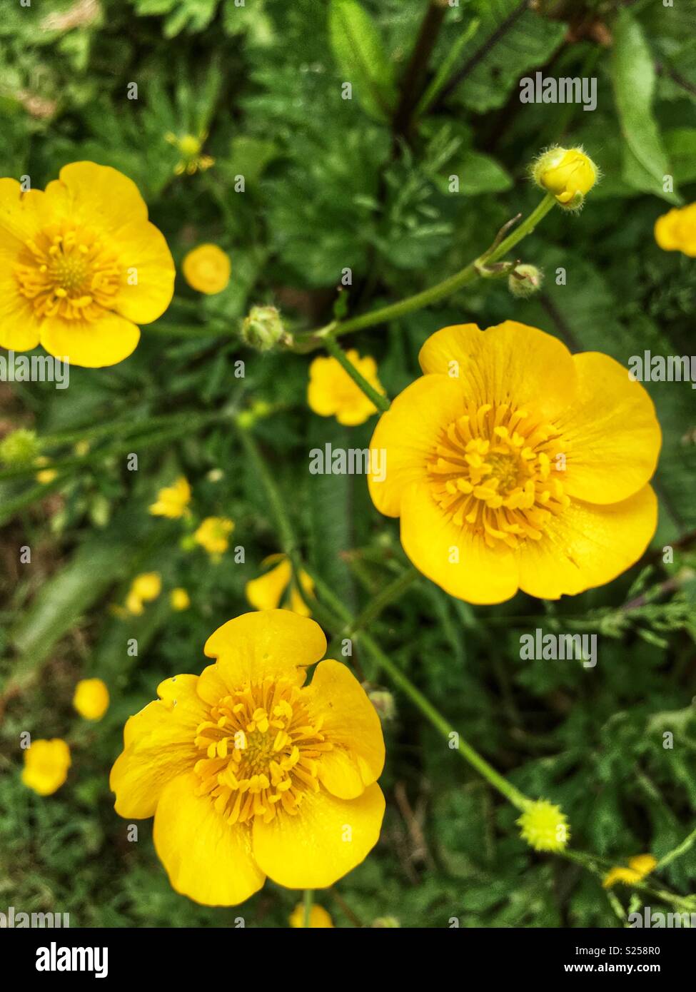 Buttercup buttercups yellow hi-res stock photography and images - Alamy