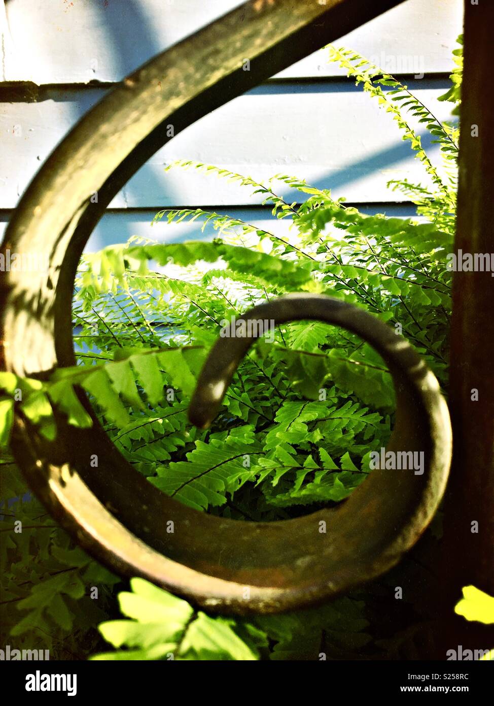 New fern fronds and a wrought iron railing Stock Photo - Alamy