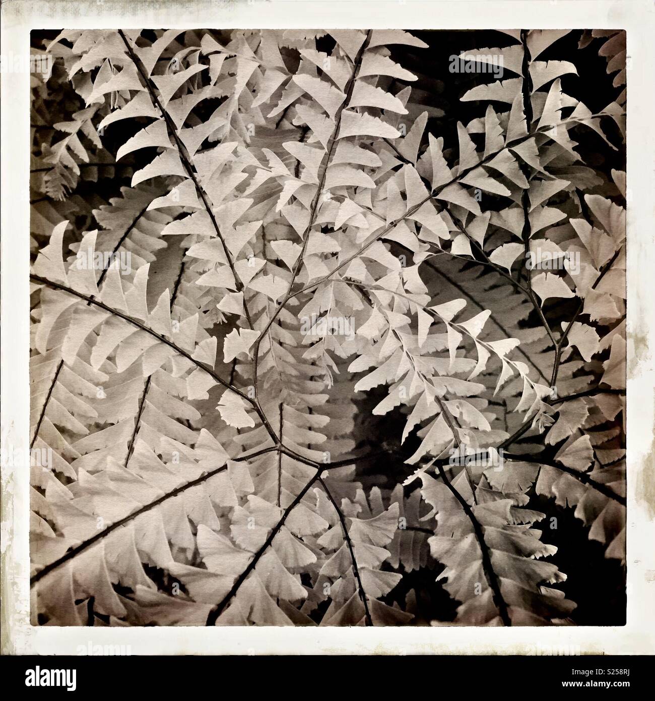 Monotone hi-res stock photography and images - Alamy