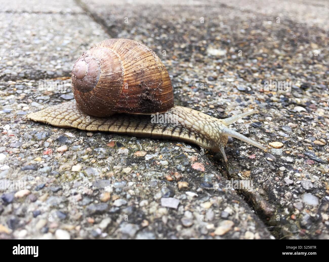 A snail on the run Stock Photo - Alamy