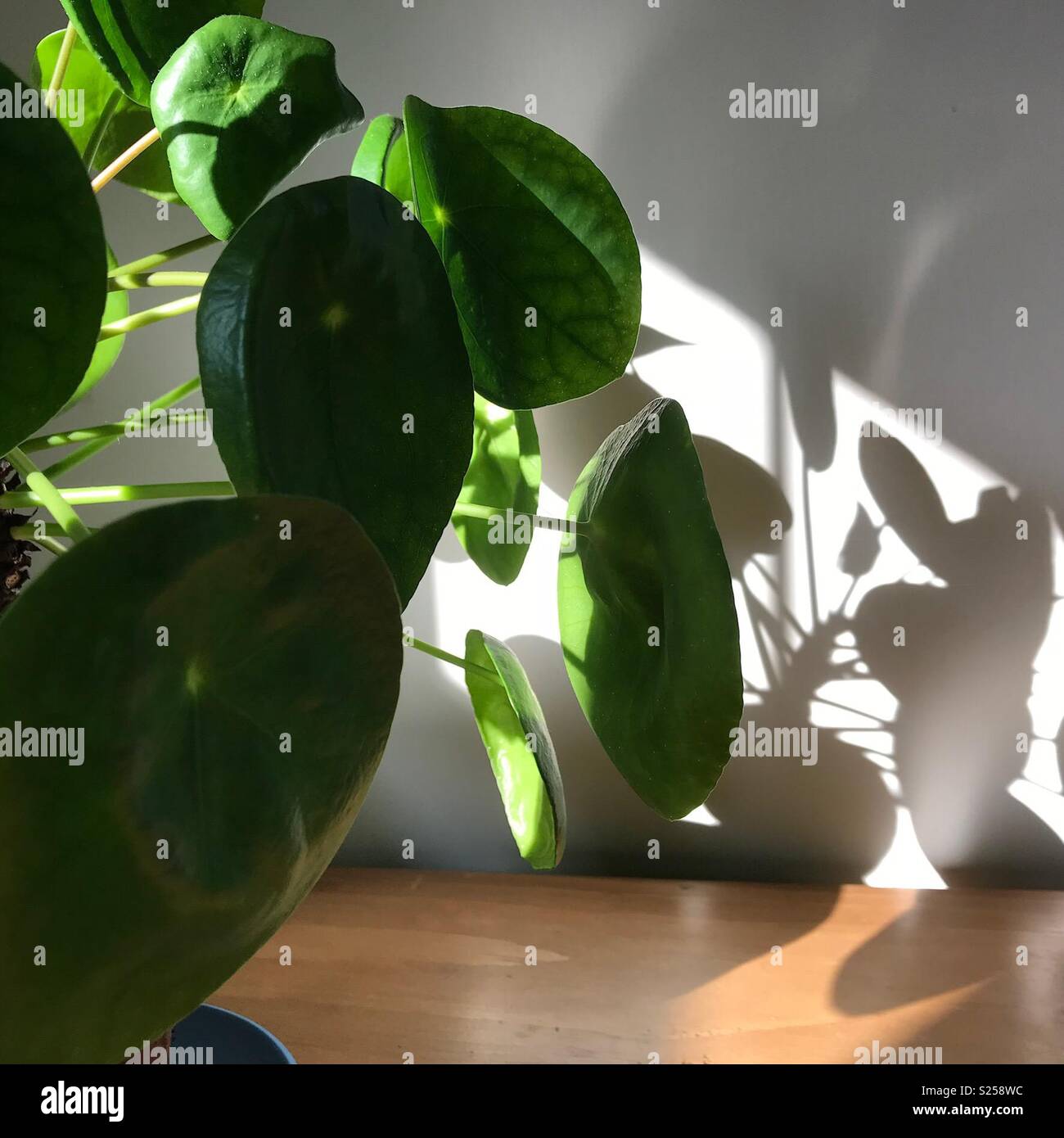 Chinese money plant Stock Photo - Alamy