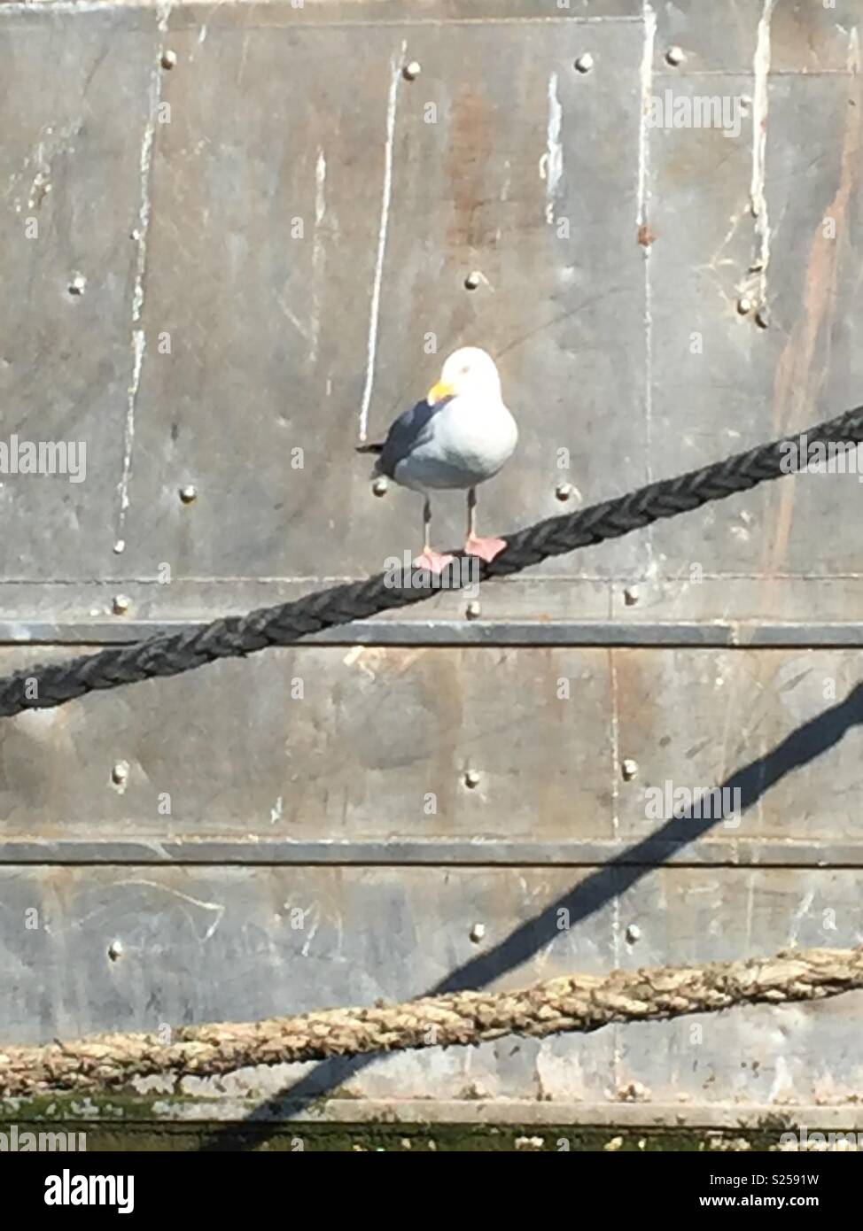 Seagul on a rope hi-res stock photography and images - Alamy