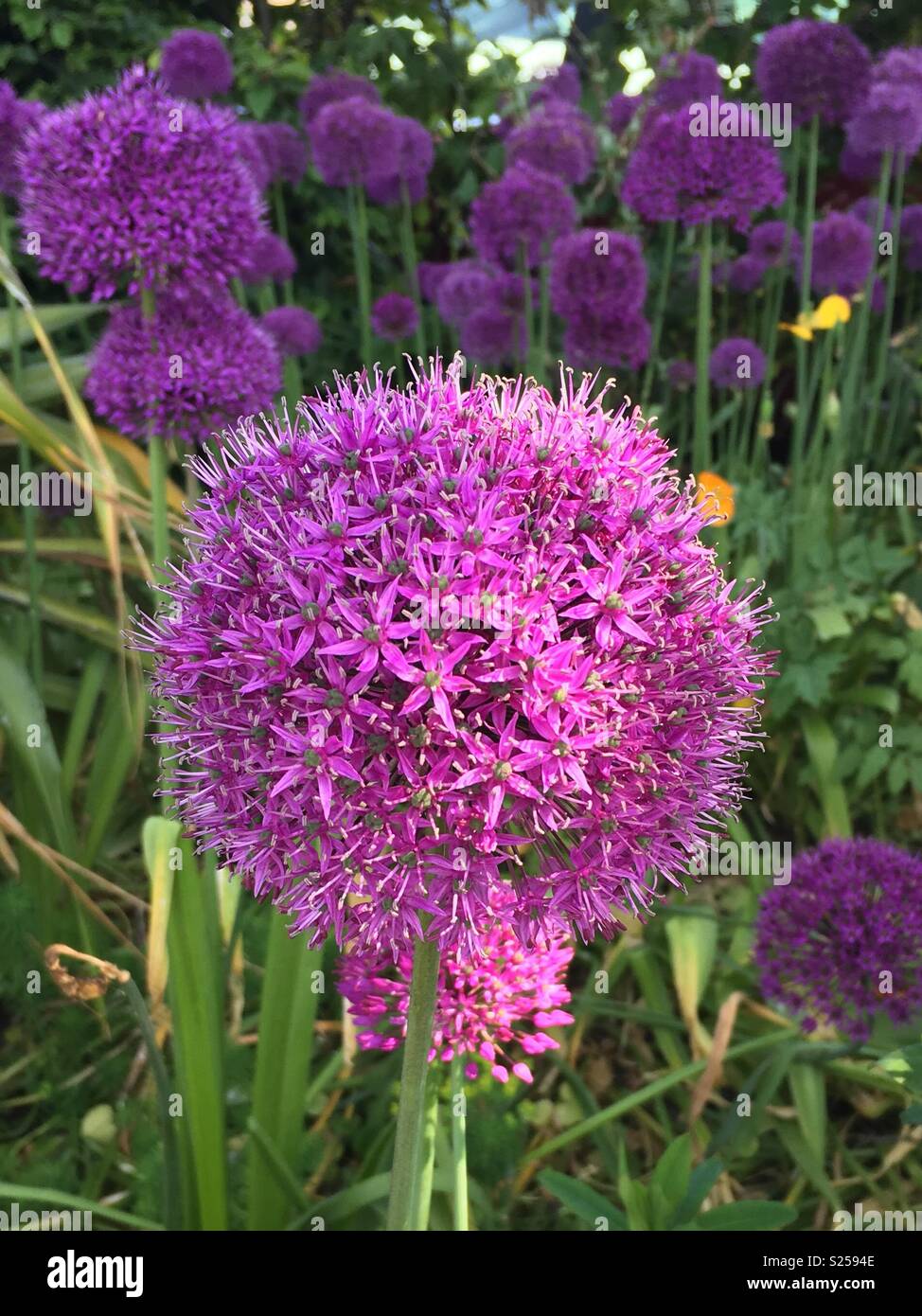 Big alliums hi-res stock photography and images - Alamy