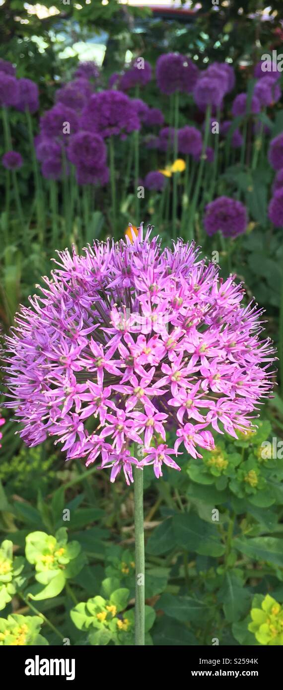 Alliums in shade and sunlight hi-res stock photography and images - Alamy