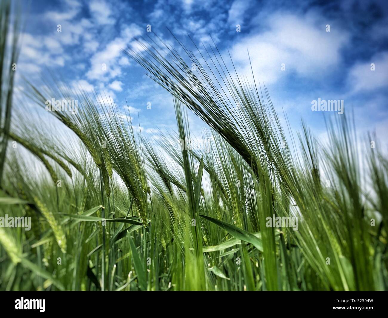 British Corn Field Stock Photo - Alamy