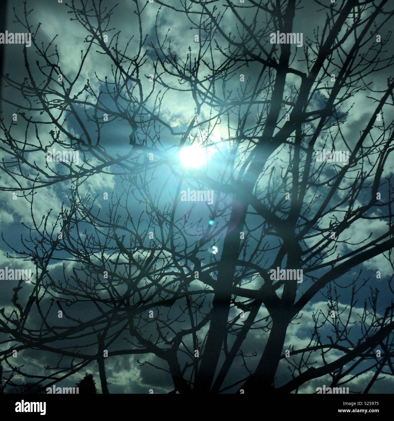 Spooky Trees, England Stock Photo - Alamy