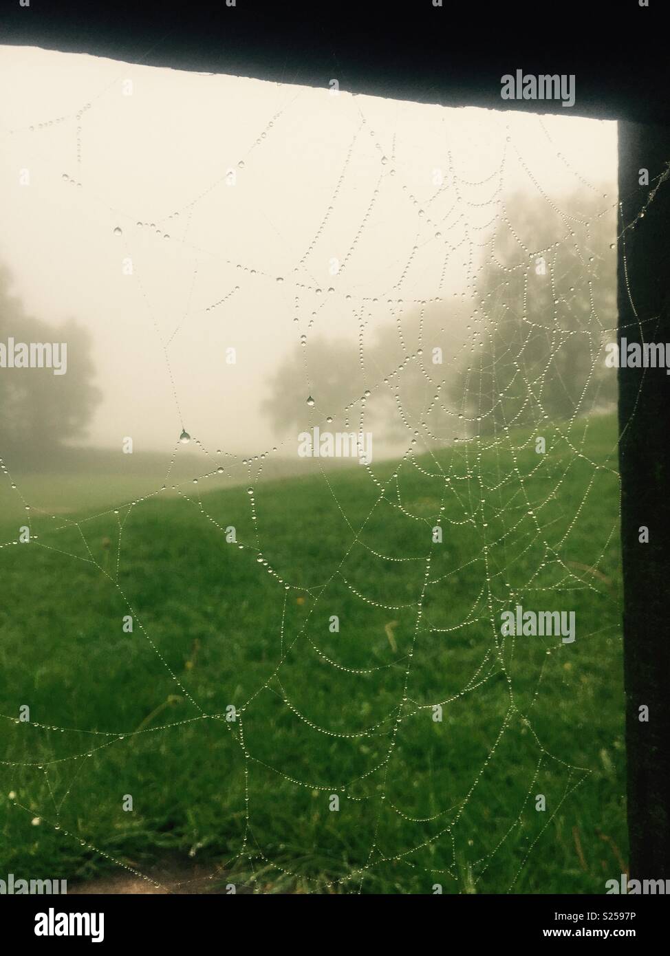 Cobweb droplets hi-res stock photography and images - Alamy