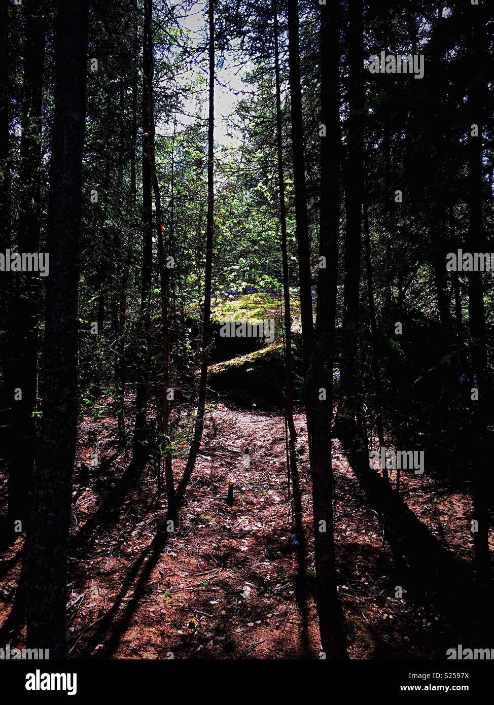 Light forrest hi-res stock photography and images - Alamy