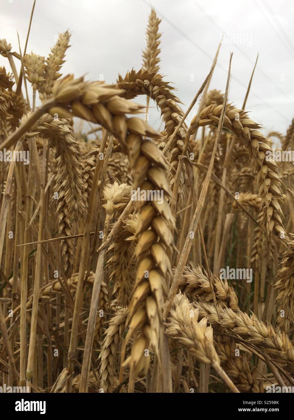 Wheat head hi-res stock photography and images - Alamy